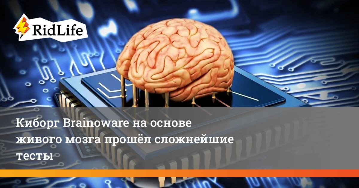 Киборг Brainoware на основе живого мозга прошёл сложнейшие тесты