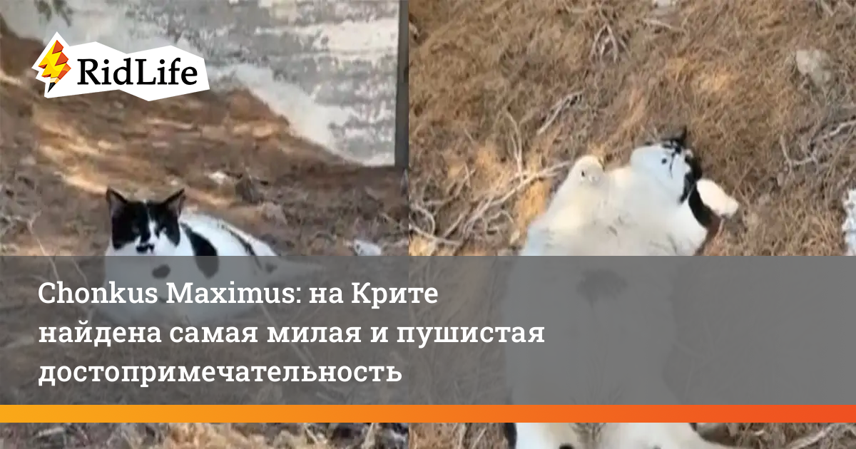 Chonkus Maximus: на Крите найдена самая милая и пушистая ...
