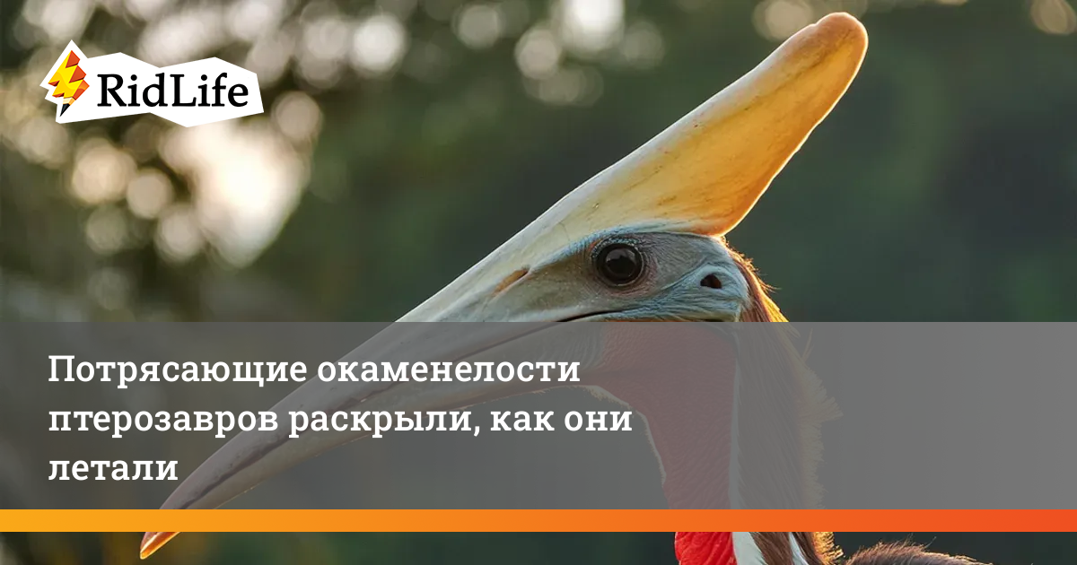 Потрясающие окаменелости птерозавров раскрыли, как они летали